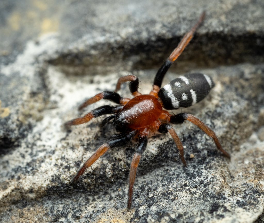 Poecilochroa variana in March 2024 by Markus Horrer. Nature ...