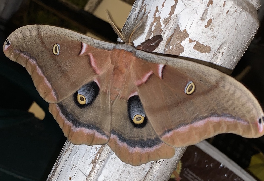 Polyphemus Moth from Davis St, Charles Town, WV, US on April 7, 2020 at ...