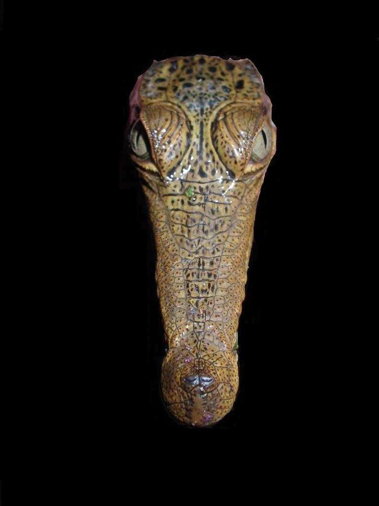 Central African slender-snouted crocodile from Gabon on April 22, 2011 ...