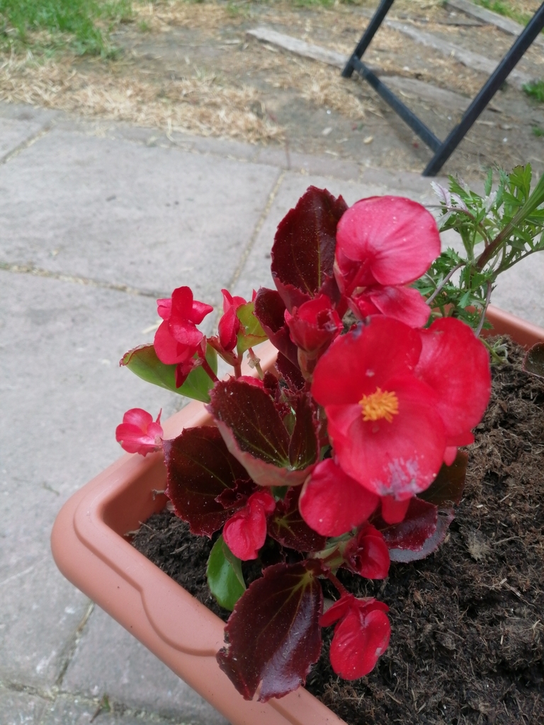 Begonias from Blackpool FY2, UK on June 13, 2021 at 07:37 AM by Shelley ...