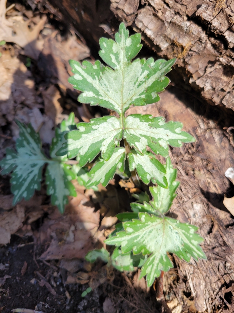 great waterleaf from Homer Glen, IL, USA on March 31, 2024 at 12:06 PM ...