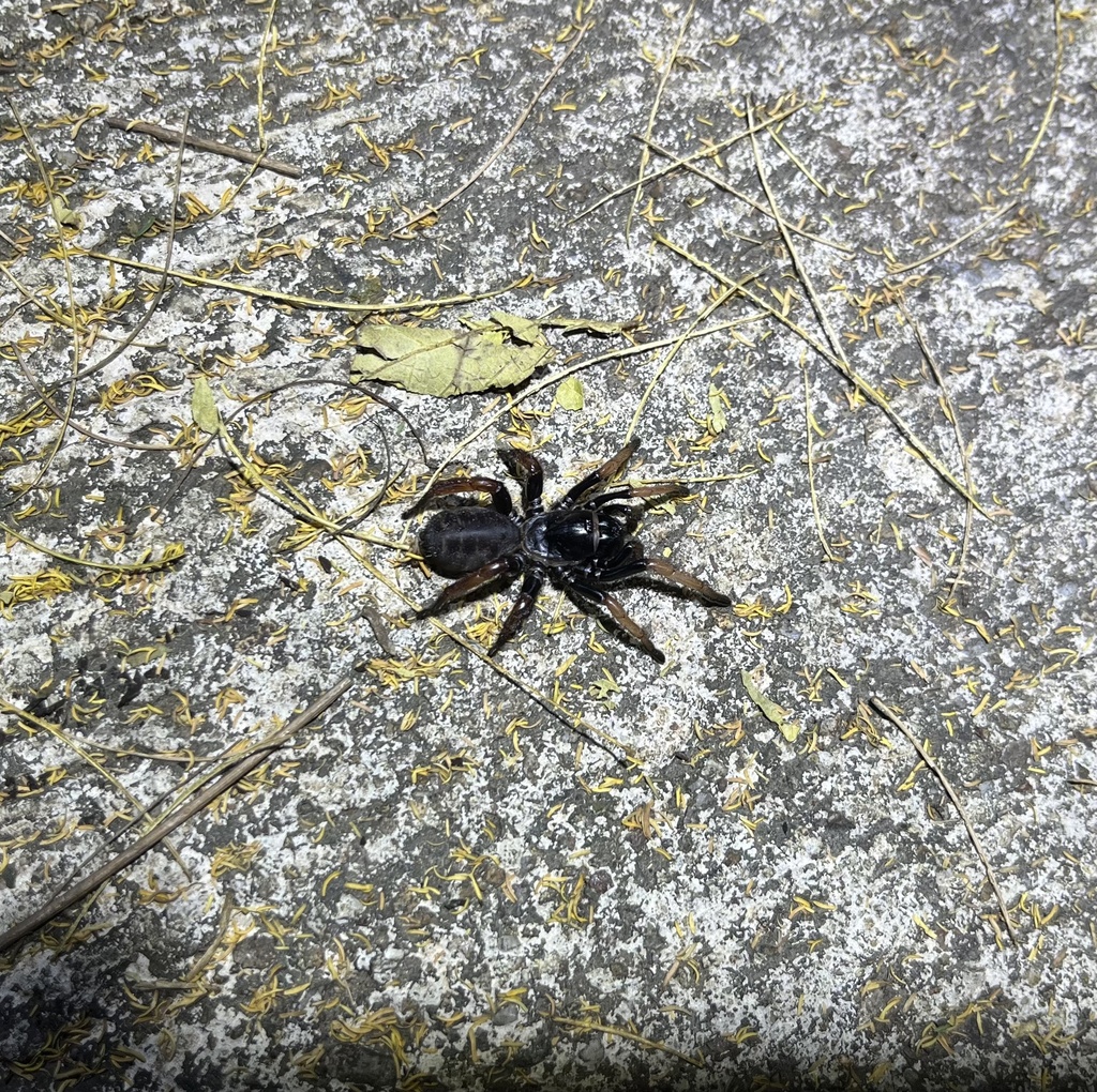 Afrasian Wishbone Spiders from Song Phi Nong, Kaeng Krachan, 碧武里府, TH ...