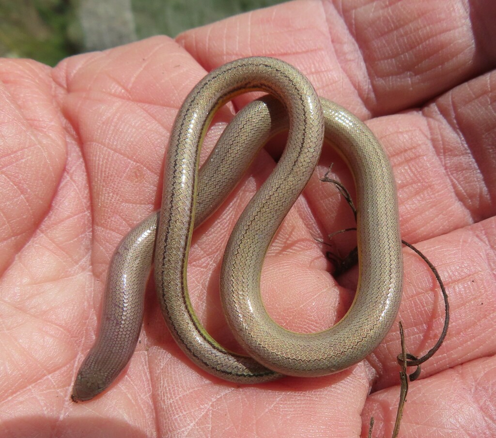 San Diegan Legless Lizard in March 2024 by Brian Hinds · iNaturalist