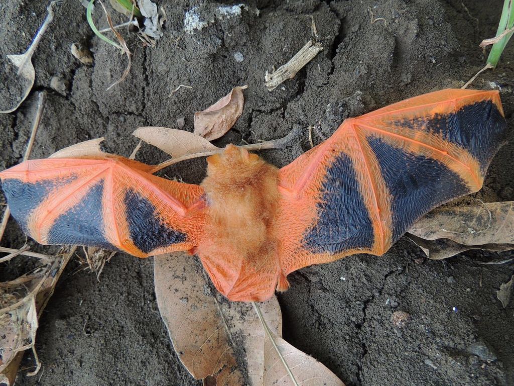 Painted Bat from Dhanturi, Gujarat, India on September 9, 2015 at 07:53 ...