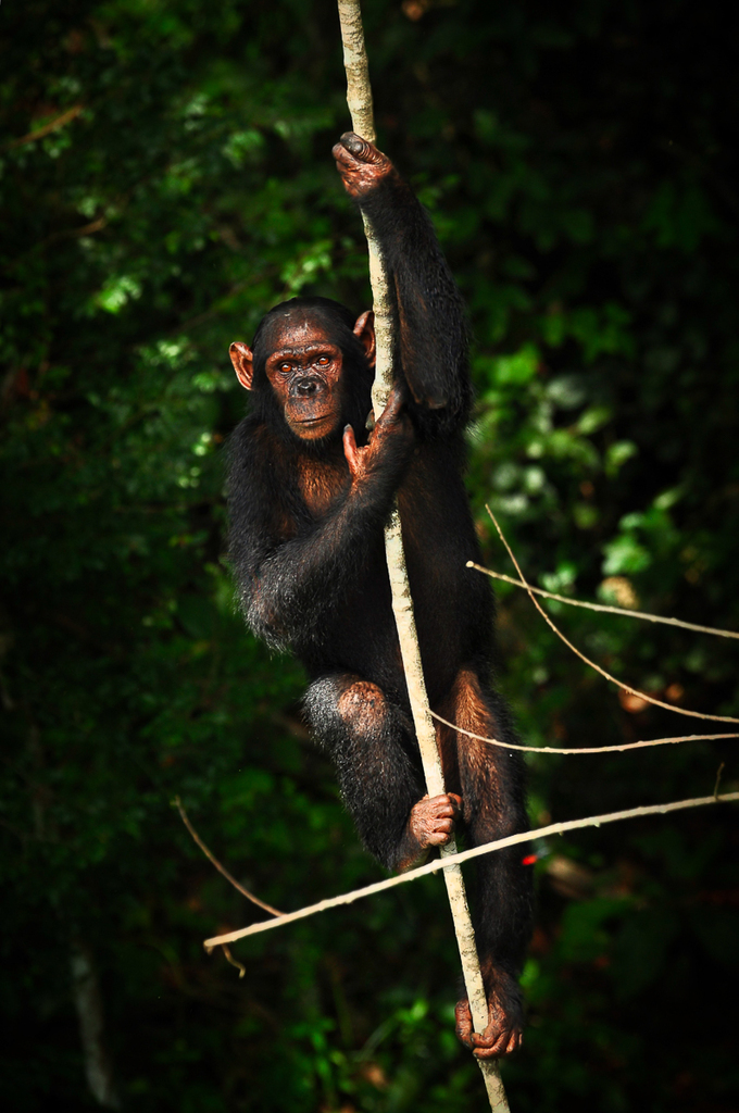 Central Chimpanzee in January 2013 by Jonathan GUYOT. Chimpanzé Tschego ...