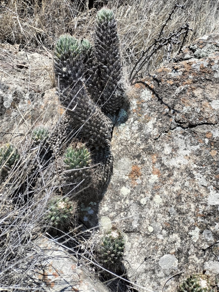 Coryphantha octacantha from Huichapan, MX-HI, MX by Isabel Bardales ...