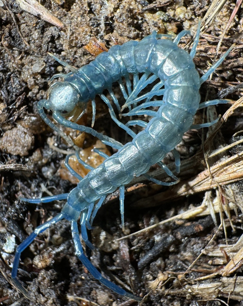 Scolopendra aztecorum from Jacumba National Cooperative Land and ...