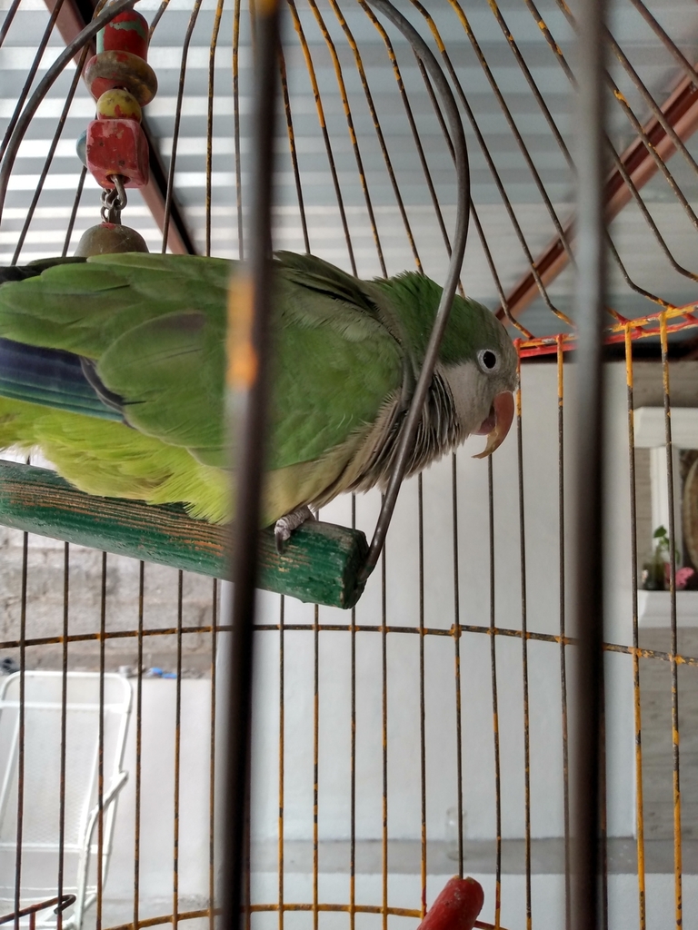 Monk Parakeet by ashley m · iNaturalist