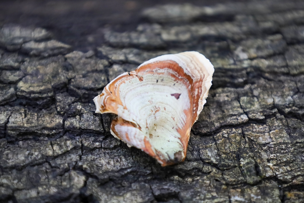 Stereum lobatum from Sanford, FL 32773, USA on March 31, 2024 at 03:51 ...