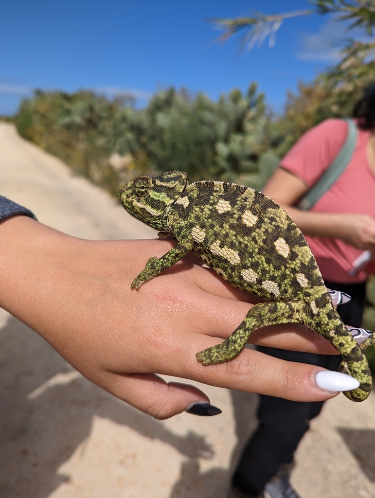 Common Chameleon from Mellieħa, Malta on May 4, 2023 at 10:01 AM by ...