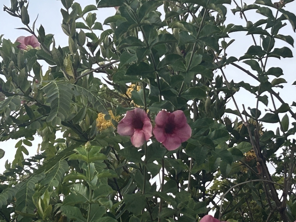 Purple Allamanda from Puerto Rico, Bayamón, Puerto Rico, US on March 31 ...