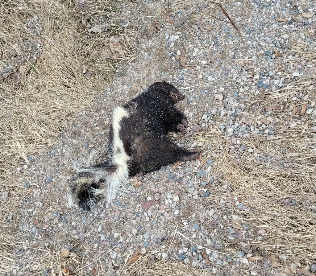 Striped Skunk from Algoma District, ON, Canada on March 31, 2024 at 01: ...