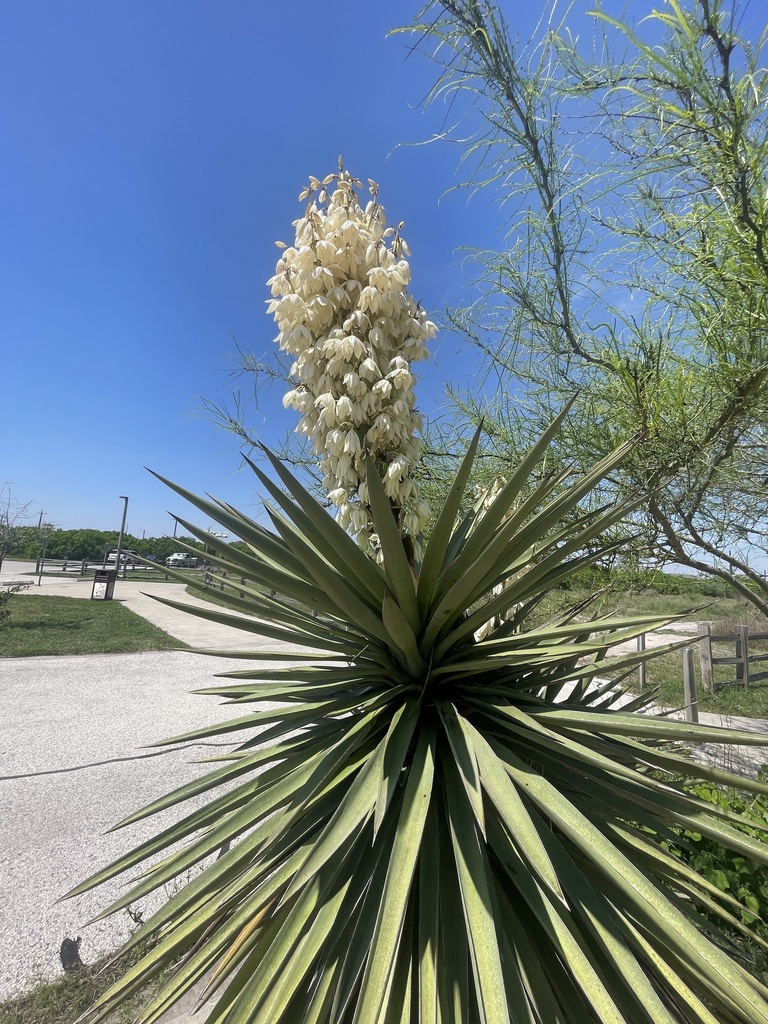 Spanish dagger from N Oso Pkwy, Corpus Christi, TX, US on March 23 ...