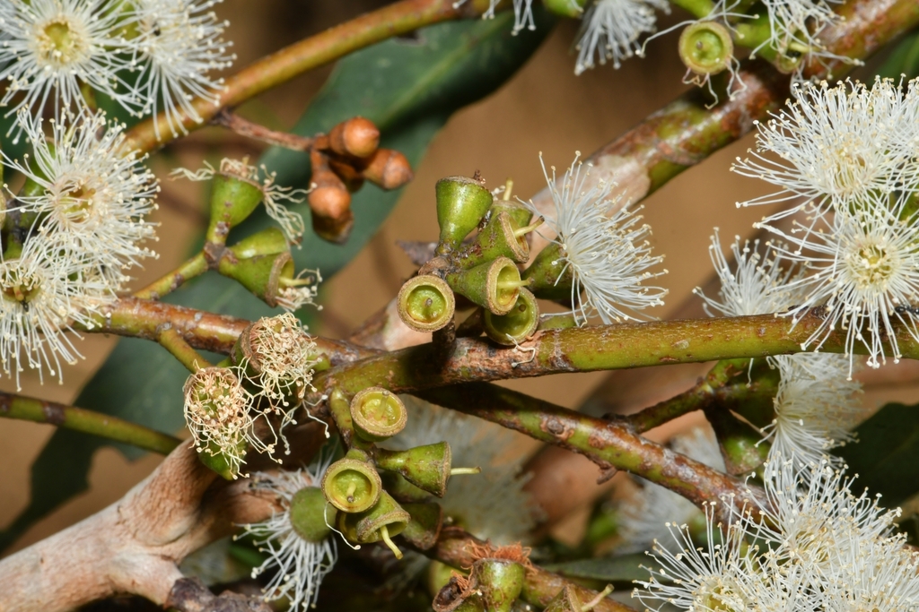 Swamp Gum from Carrum Downs VIC 3201, Australia on March 30, 2024 at 05 ...