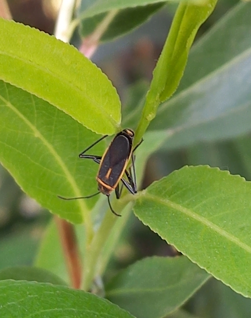 Stenomacra marginella from Parque Ecológico de Xochimilco, 16036 Ciudad ...