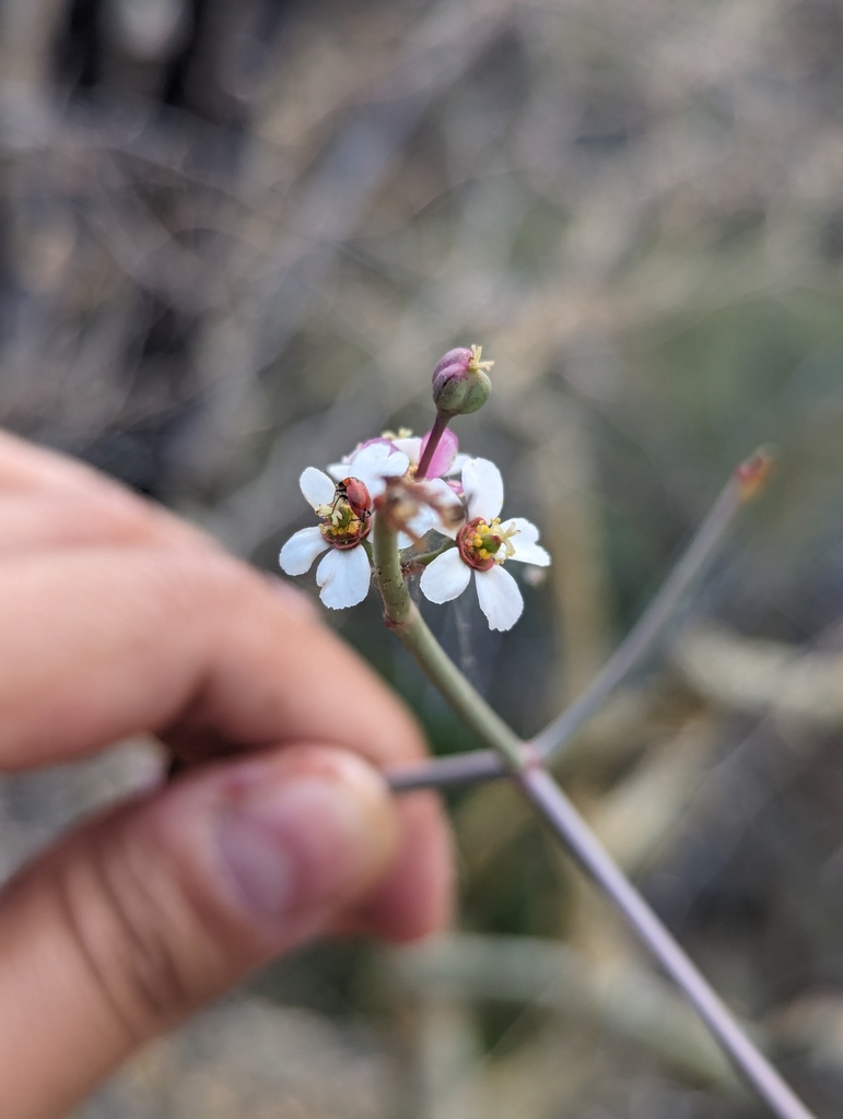 Baja Spurge from 23500 BCS, Mexico on March 31, 2024 at 07:01 AM by ...