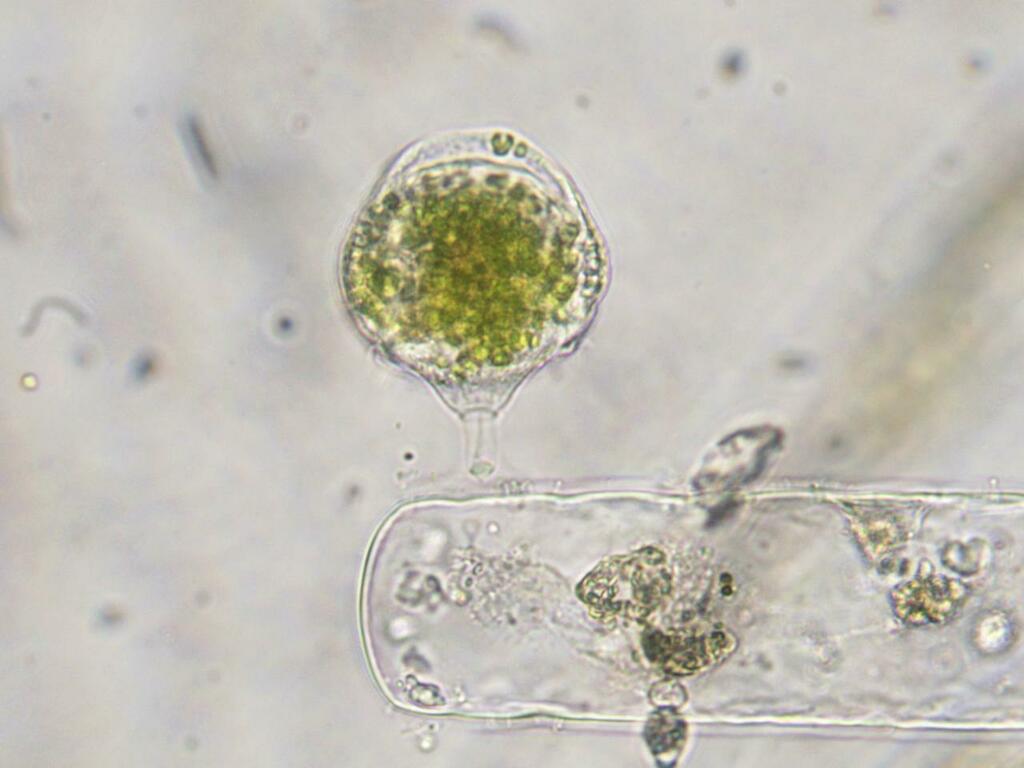 Sessilida from Lacey Township, NJ, USA on March 30, 2024 at 09:23 PM by ...