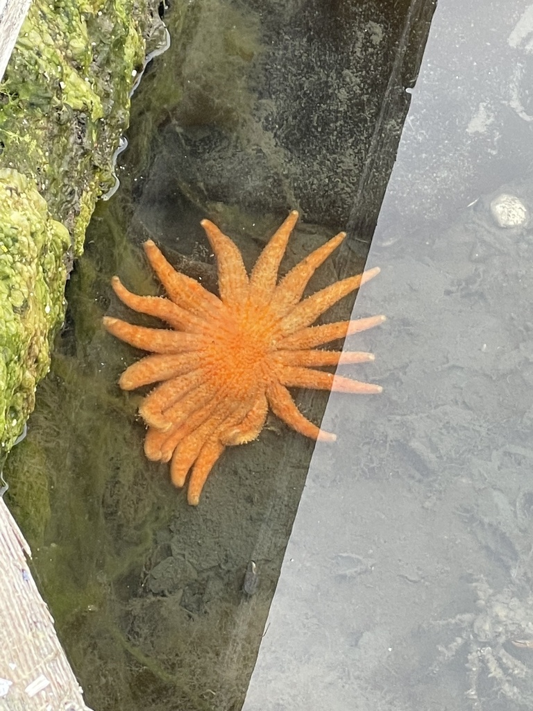 Sunflower Sea Star from Kachemak Bay, Halibut Cove, AK, US on June 14 ...