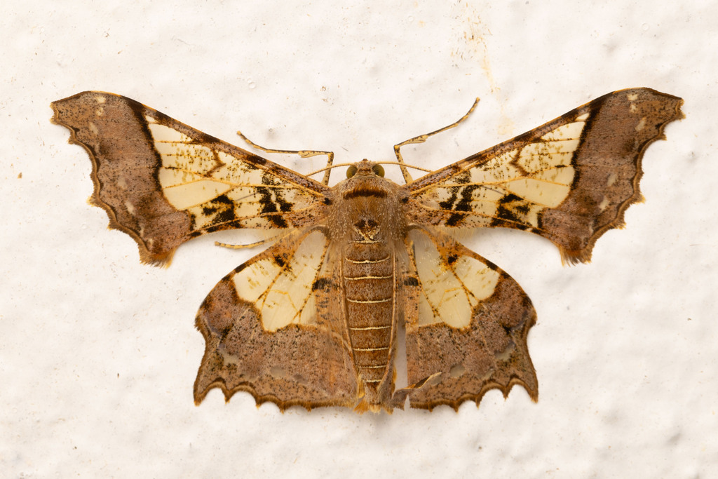 Krananda semihyalina from Bukit Fraser, 49000 Bukit Fraser, Pahang ...