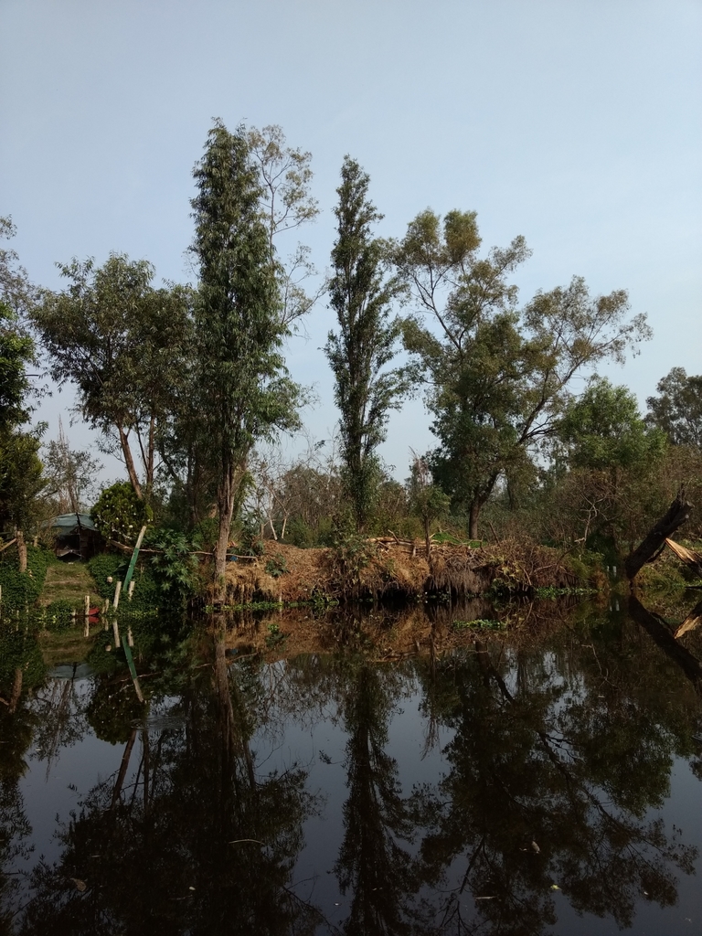 red willow from Xochimilco, CDMX, México on April 27, 2019 at 10:05 AM ...