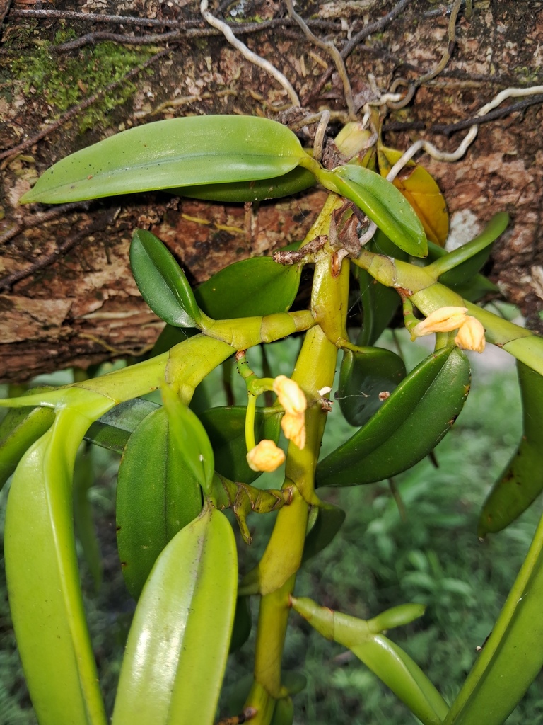 Thrixspermum subulatum in March 2024 by ihenglan · iNaturalist