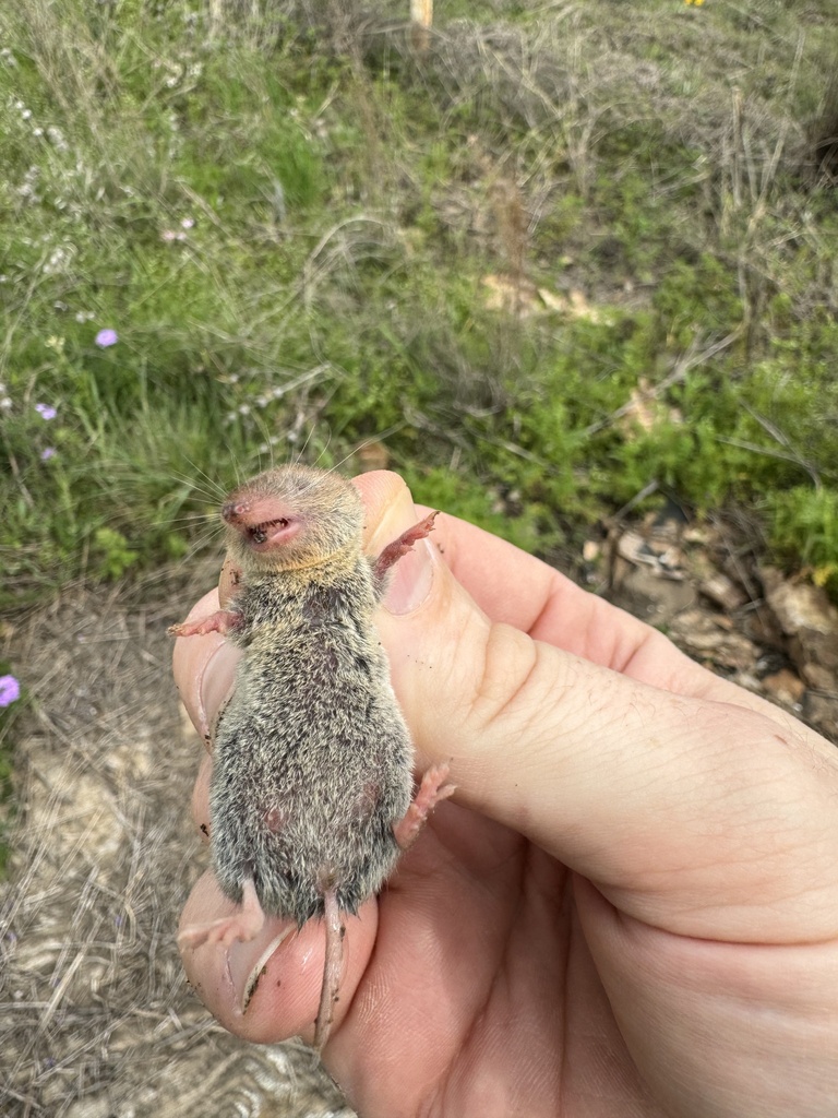 North American Least Shrew in March 2024 by Justin Pittman · iNaturalist