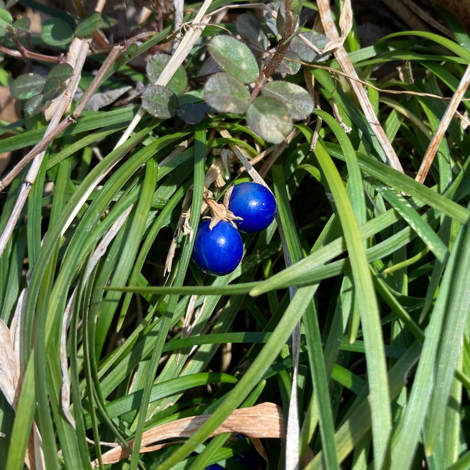 Dwarf Lily-turf from Tendo, JP, YT on March 31, 2024 at 02:11 PM by ...