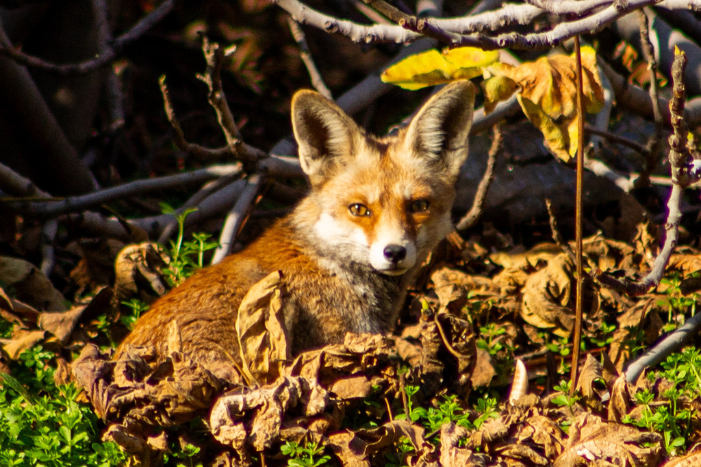 Red Fox from Amman, Amman, JO on January 19, 2024 at 05:19 PM by Duncan Breen · iNaturalist