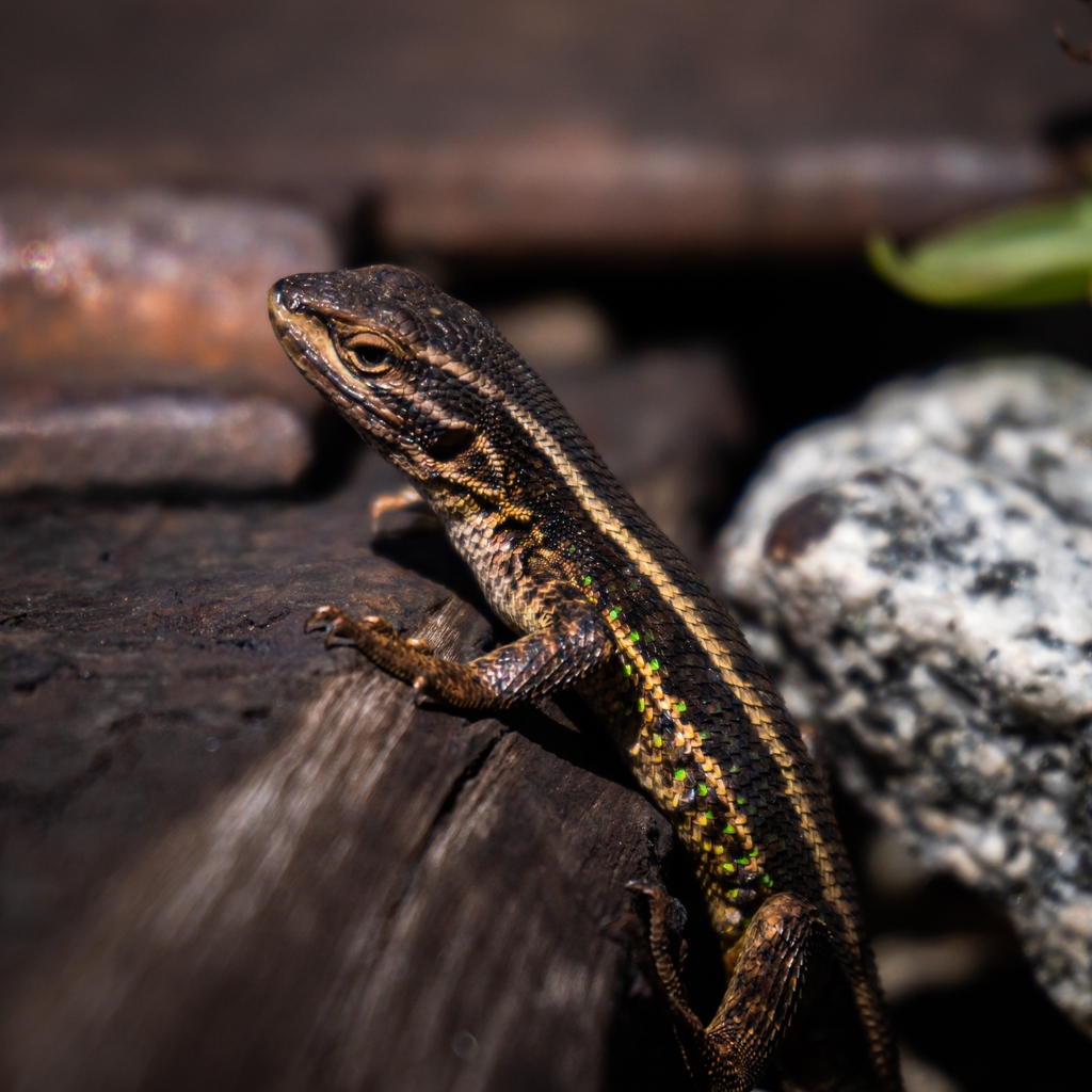 Concepción Blue-bellied Smooth-throated Lizard from Puerto Varas, Los ...