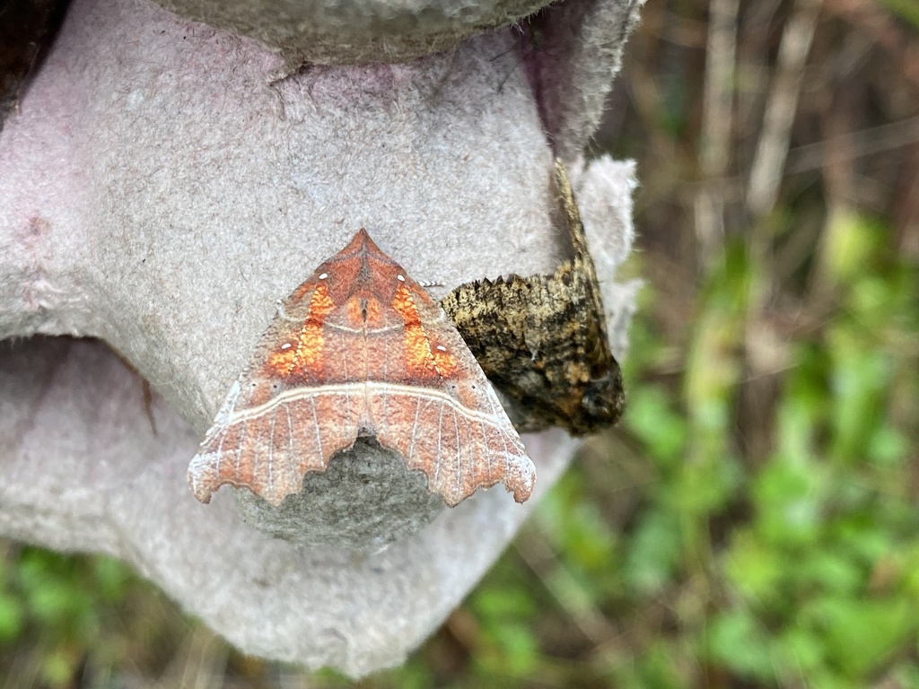 Herald Moth from North Devon AONB, UK on April 1, 2024 at 07:52 AM by ...