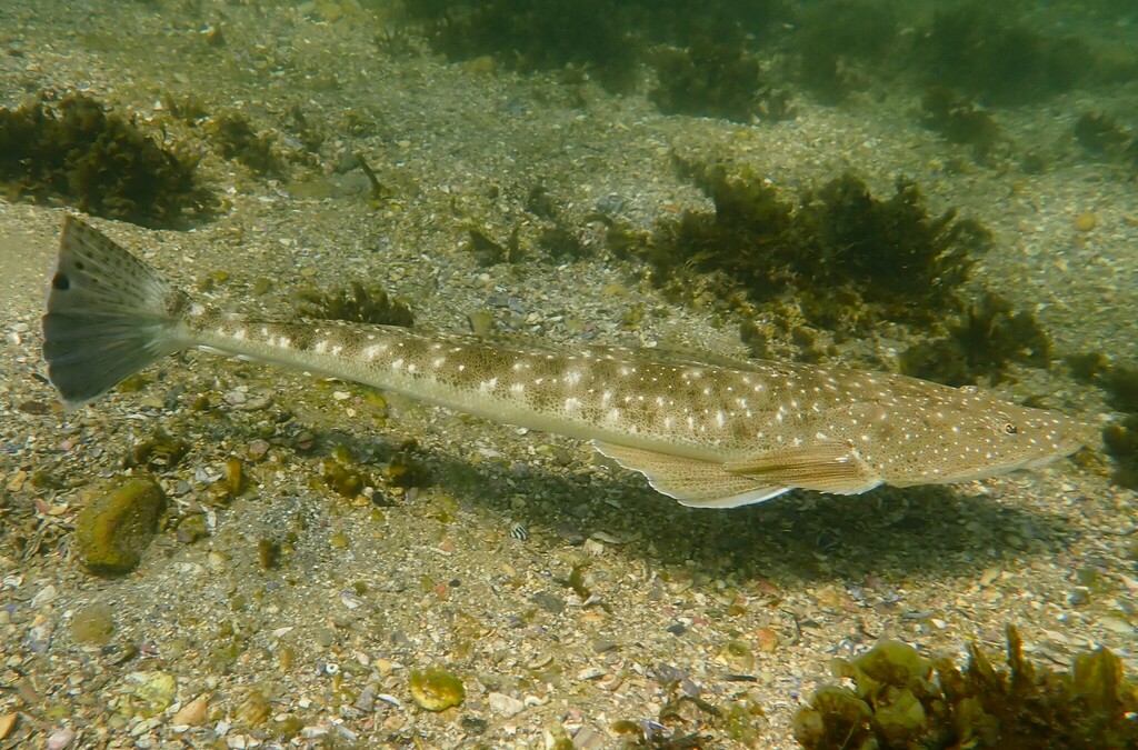 Dusky Flathead from Sydney NSW, Australia on April 1, 2024 at 12:19 PM ...