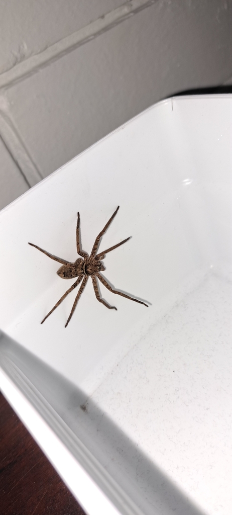 Jungle Huntsman Spider from Toowong QLD 4066, Australia on September 13 ...