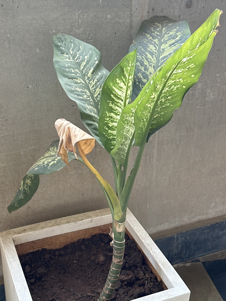 dumb canes from Navrangpura, Ahmedabad, GJ, IN on April 1, 2024 at 02: ...