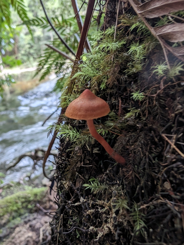 mushrooms, bracket fungi, puffballs, and allies from Whian Whian NSW ...