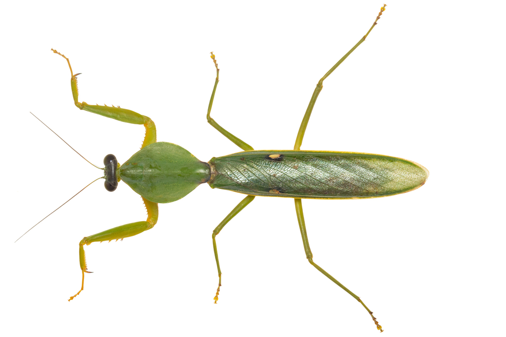 Giant Malaysian Shield Praying Mantis Rhombodera Basalis (Giant