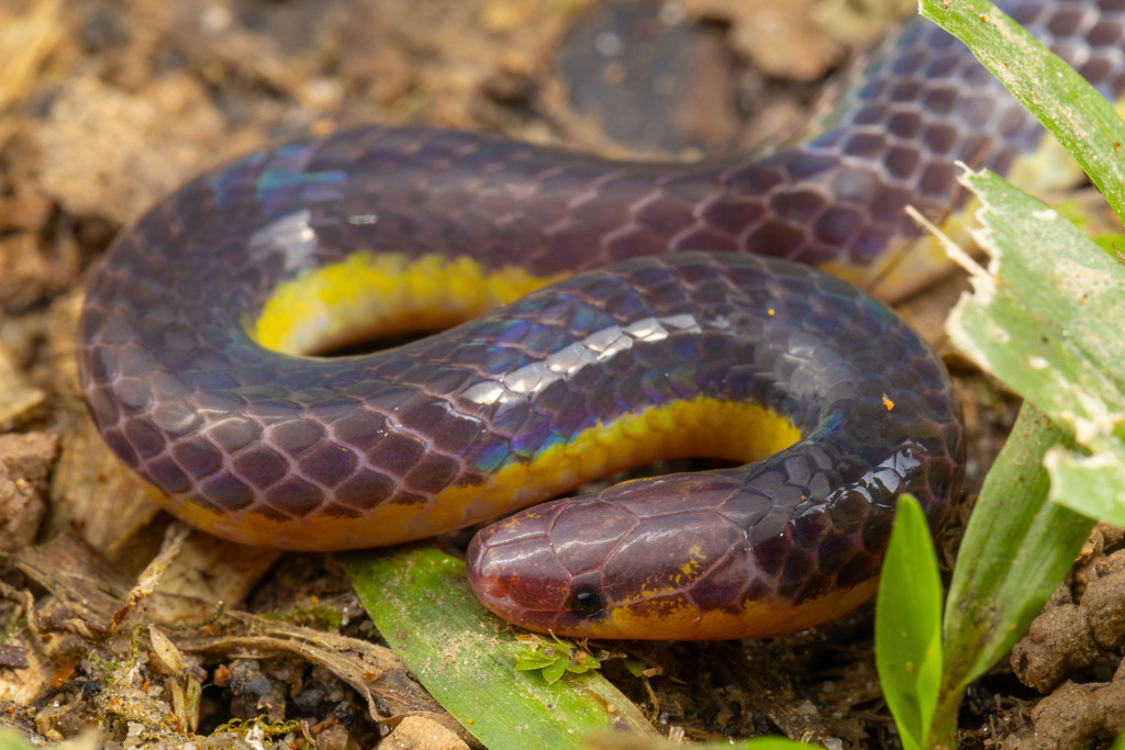 Pink-headed Reed Snake in March 2024 by Jono Dashper · iNaturalist