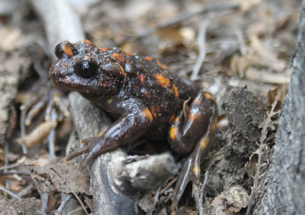 Chile Mountains False Toad in December 2009 by Schmitt Fabrice. Altos ...