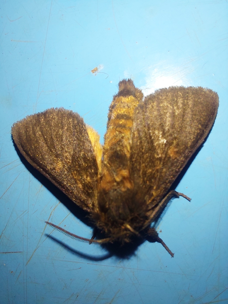 Butterflies and Moths from Nyamweru, Kigali, Rwanda on April 1, 2024 at ...