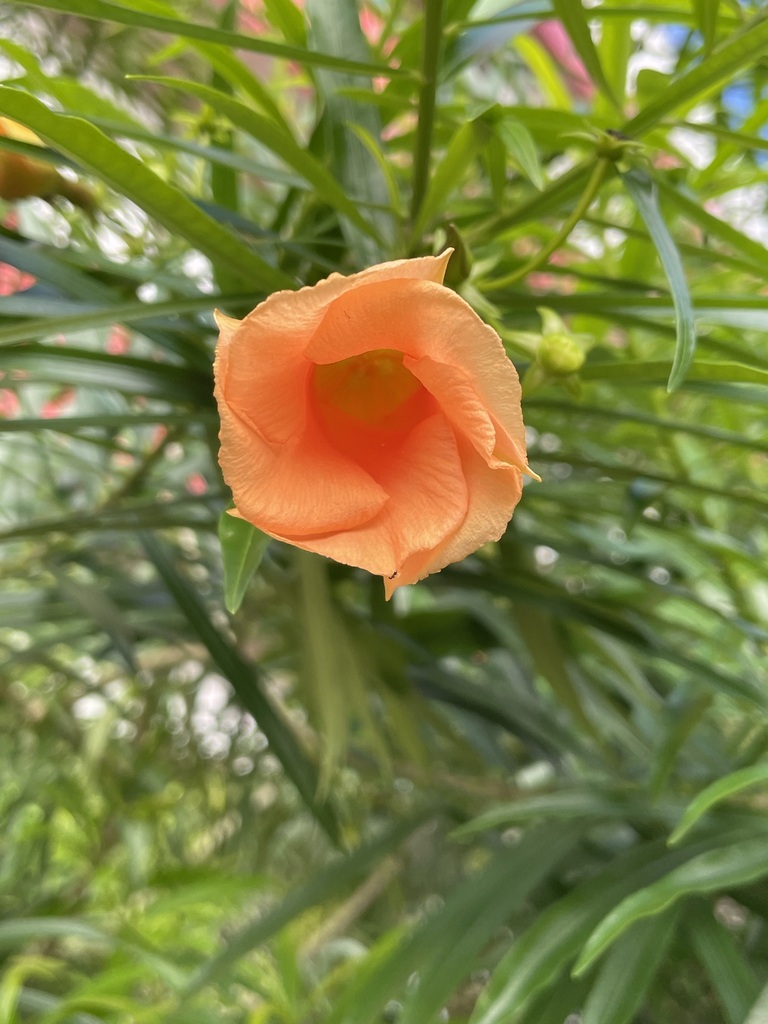 Be-still tree from Vila Bacanga, São Luís - MA, Brasil on March 31 ...