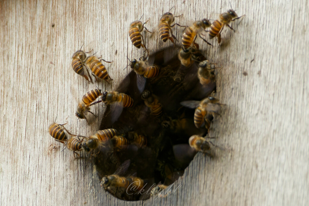 Asian Honey Bee from Queenstown, Singapore on March 23, 2024 at 05:25 ...