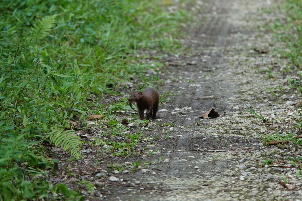 Everglades Mink from Collier County, FL, USA on March 23, 2024 at 03:05 ...