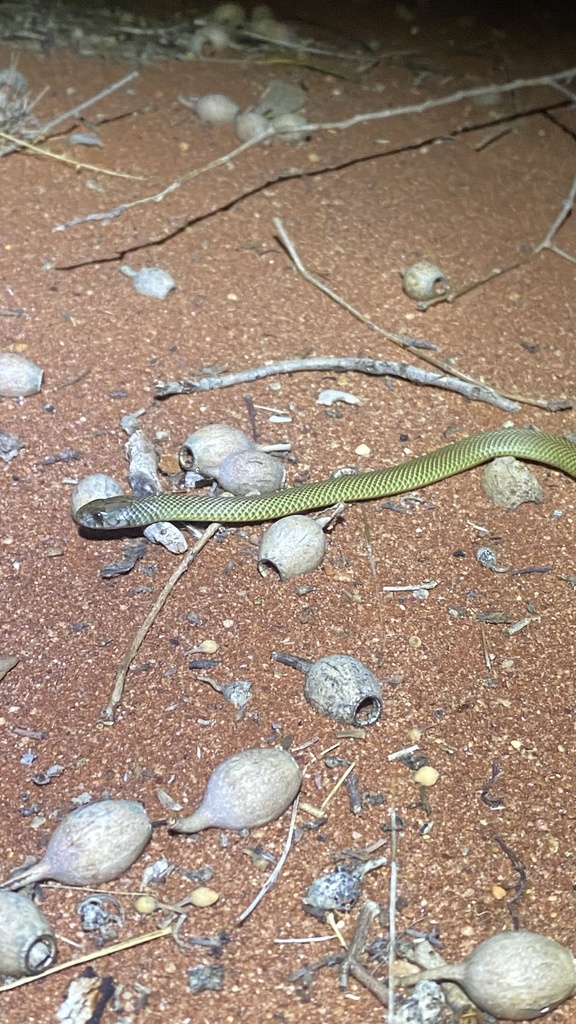 Mulga Snake from Newhaven, Lake MacKay, NT, AU on March 3, 2024 at 08: ...