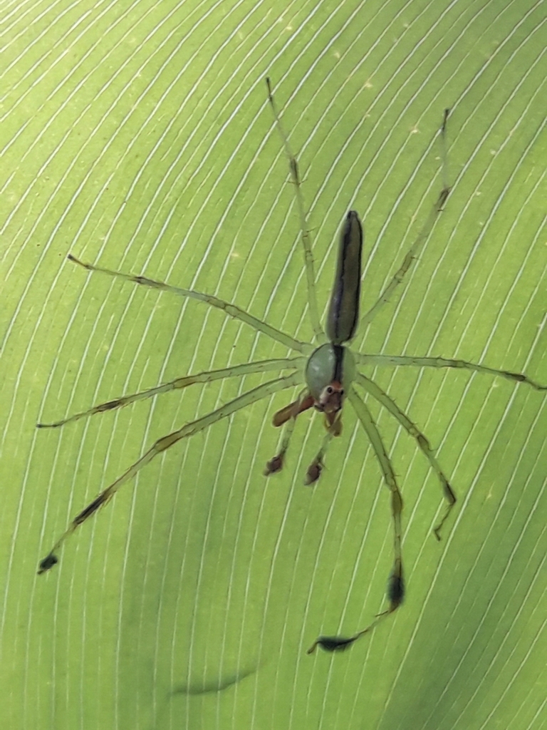 Translucent Green Jumping Spiders from Cra. 52 #63, Medellín, Antioquia ...