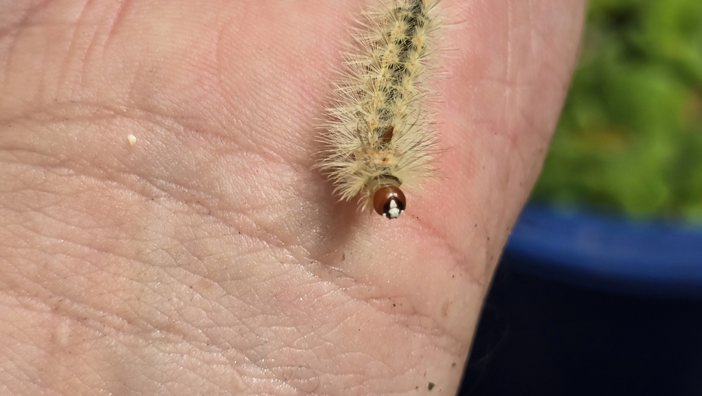 Edwards' Wasp Moth from Monroe County, US-FL, US on April 1, 2024 at 10 ...