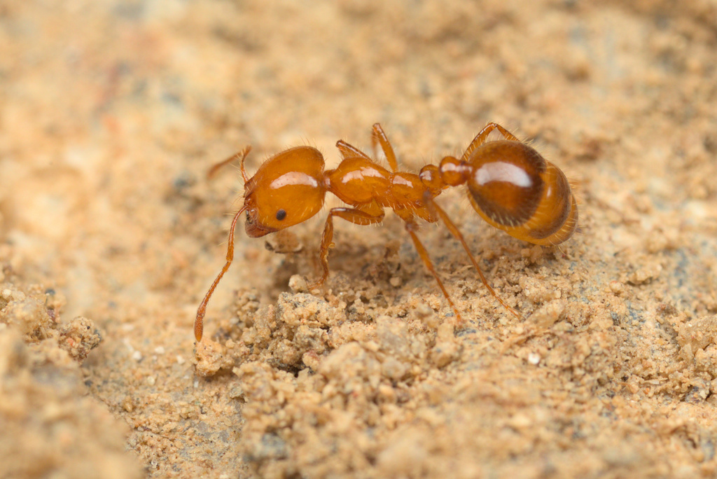 Geminata-group Fire Ants from San Diego, California, United States on ...