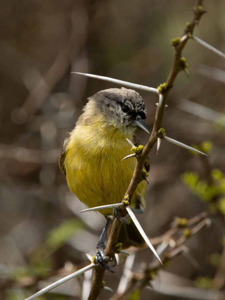 Southern Penduline Tit from Bojanala Platinum District Municipality ...