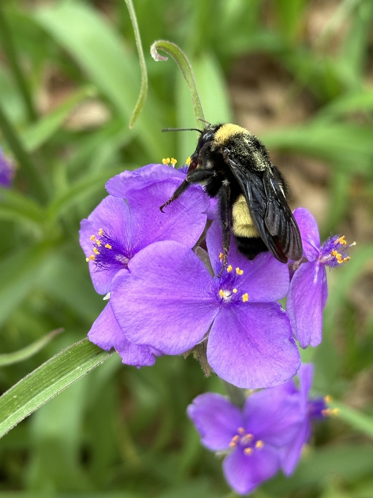 American Bumble Bee from Beaver Brook Ln, Dallas, TX, US on April 1 ...