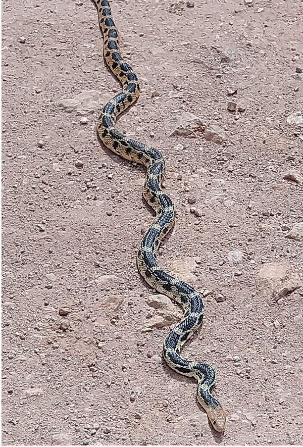Mexican Bull Snake from Madera, Chih., México on June 23, 2022 at 10:10 ...