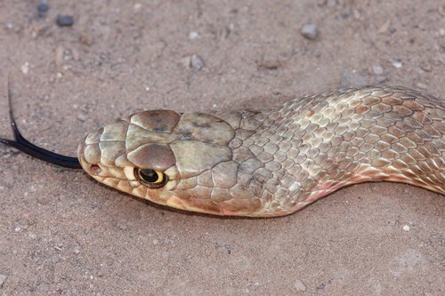 Coluber flagellum · iNaturalist