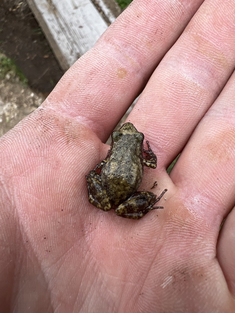 Rio Grande Chirping Frog in March 2024 by Ian Meloni · iNaturalist